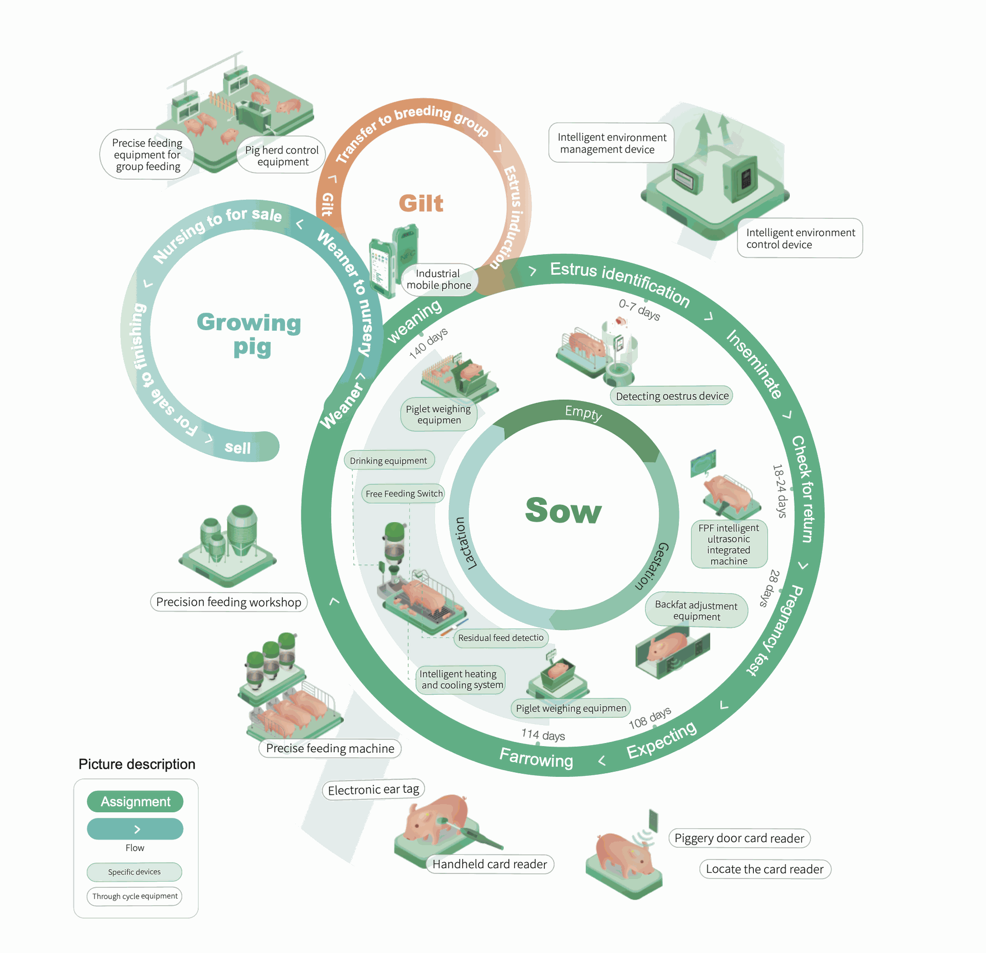 Intelligent Estrus Detection_ Precision Feeder_Digital Pig Farming