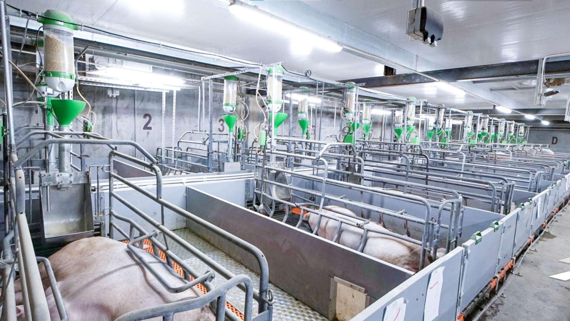 FPF Future Pig Farm_Pig farming system_Digital pig farm | fpfai